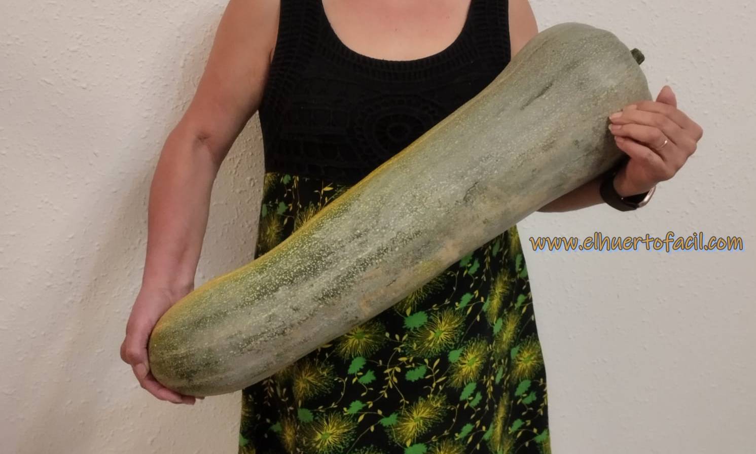 Calabaza gigante Lunga di Napoli - El Huerto Fácil